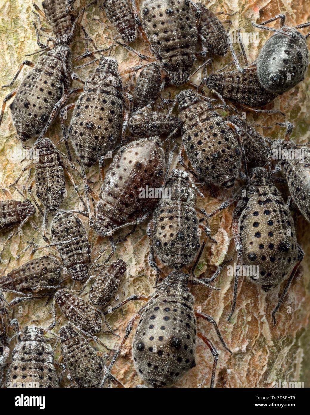 Group of Giant willow aphids (Tuberolachnus salignus) on willow branch ...