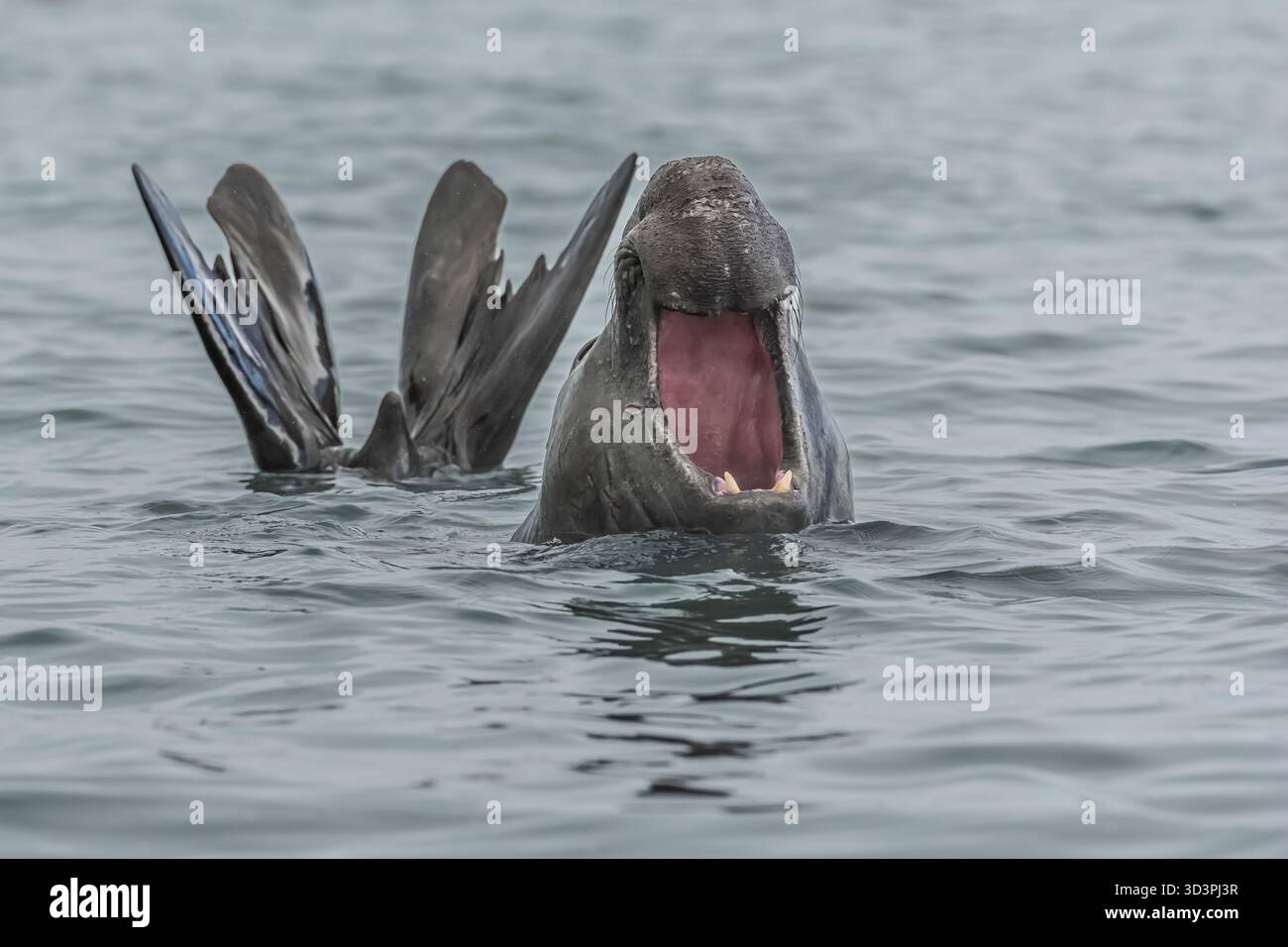 Southern elephant seal arching its back in the sea hi-res stock ...