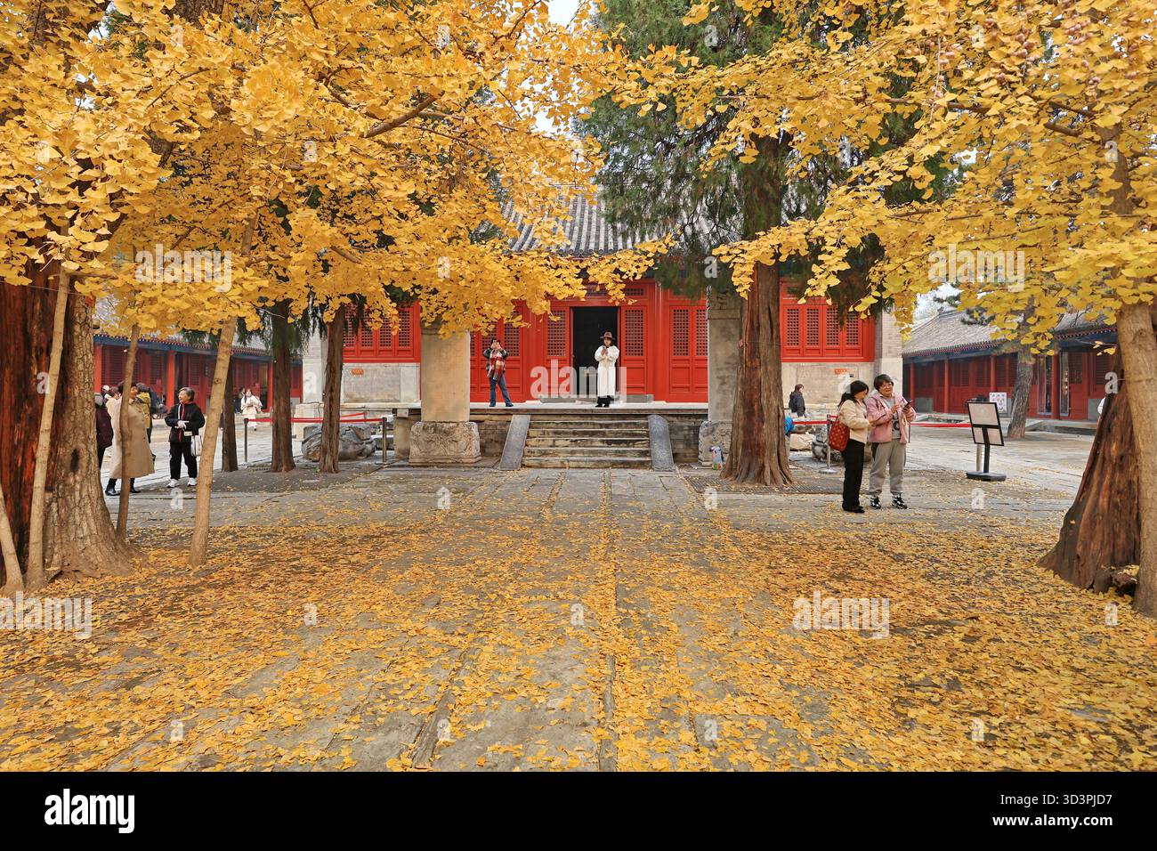 A 300-year-old ginkgo tree at Cheng'en Temple enters the best viewing ...