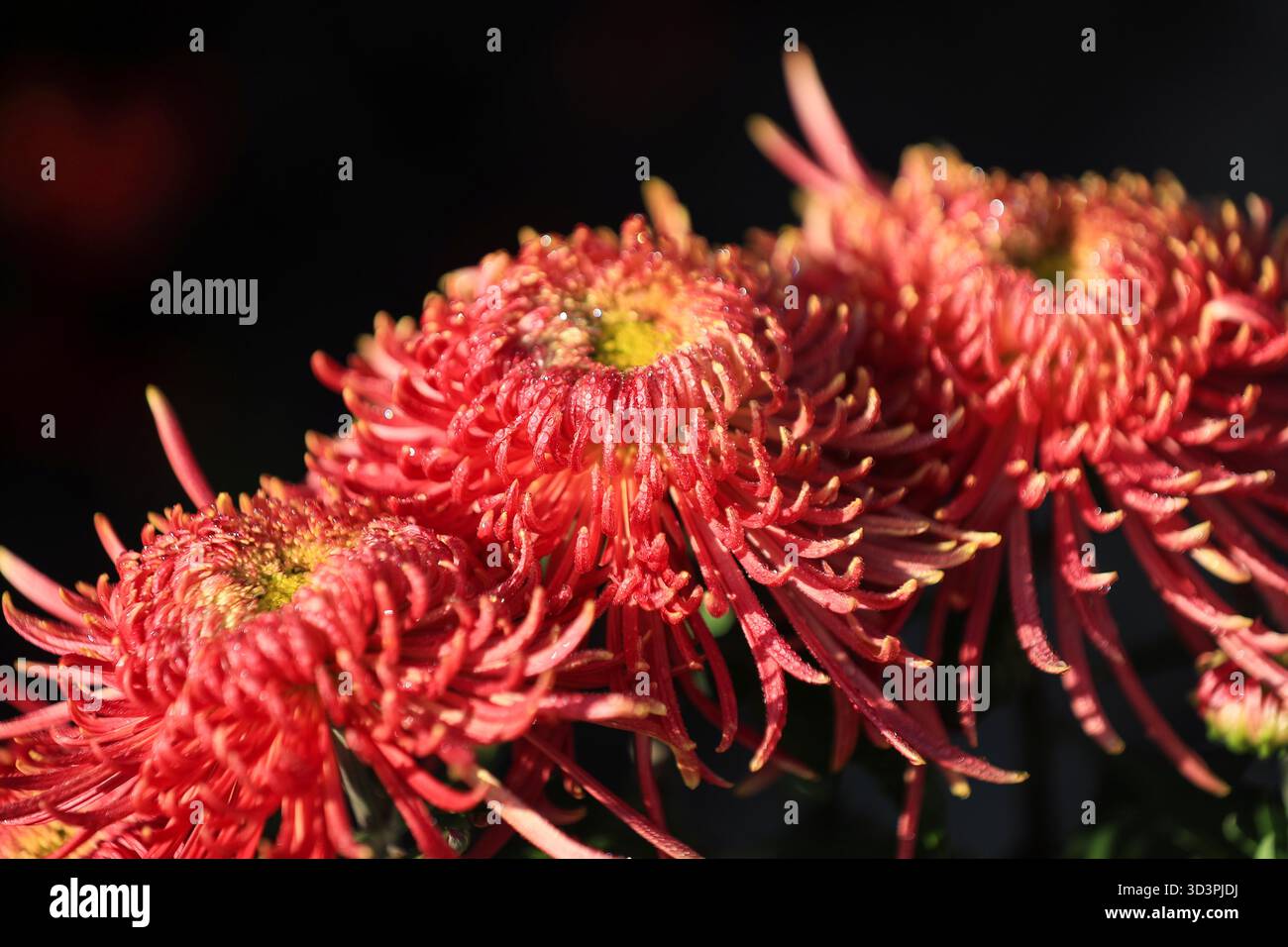 Chrysanthemum flowers are in full bloom at Slender West Lake scenic ...