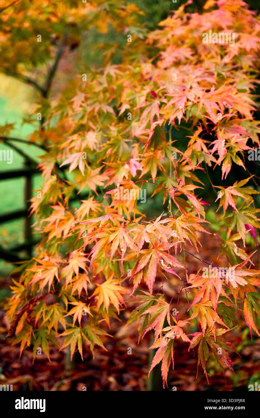 Autumn leaves background macro hi-res stock photography and images - Alamy