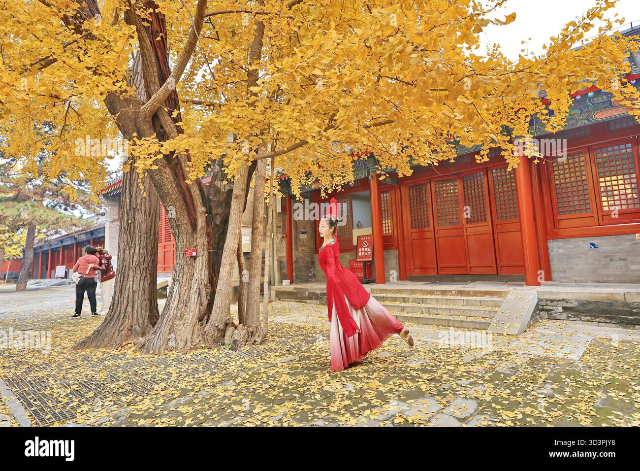 A 300-year-old ginkgo tree at Cheng'en Temple enters the best viewing ...