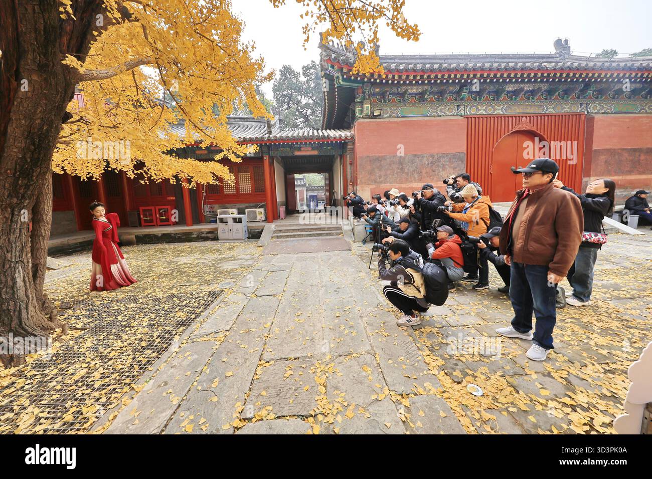 A 300-year-old ginkgo tree at Cheng'en Temple enters the best viewing ...