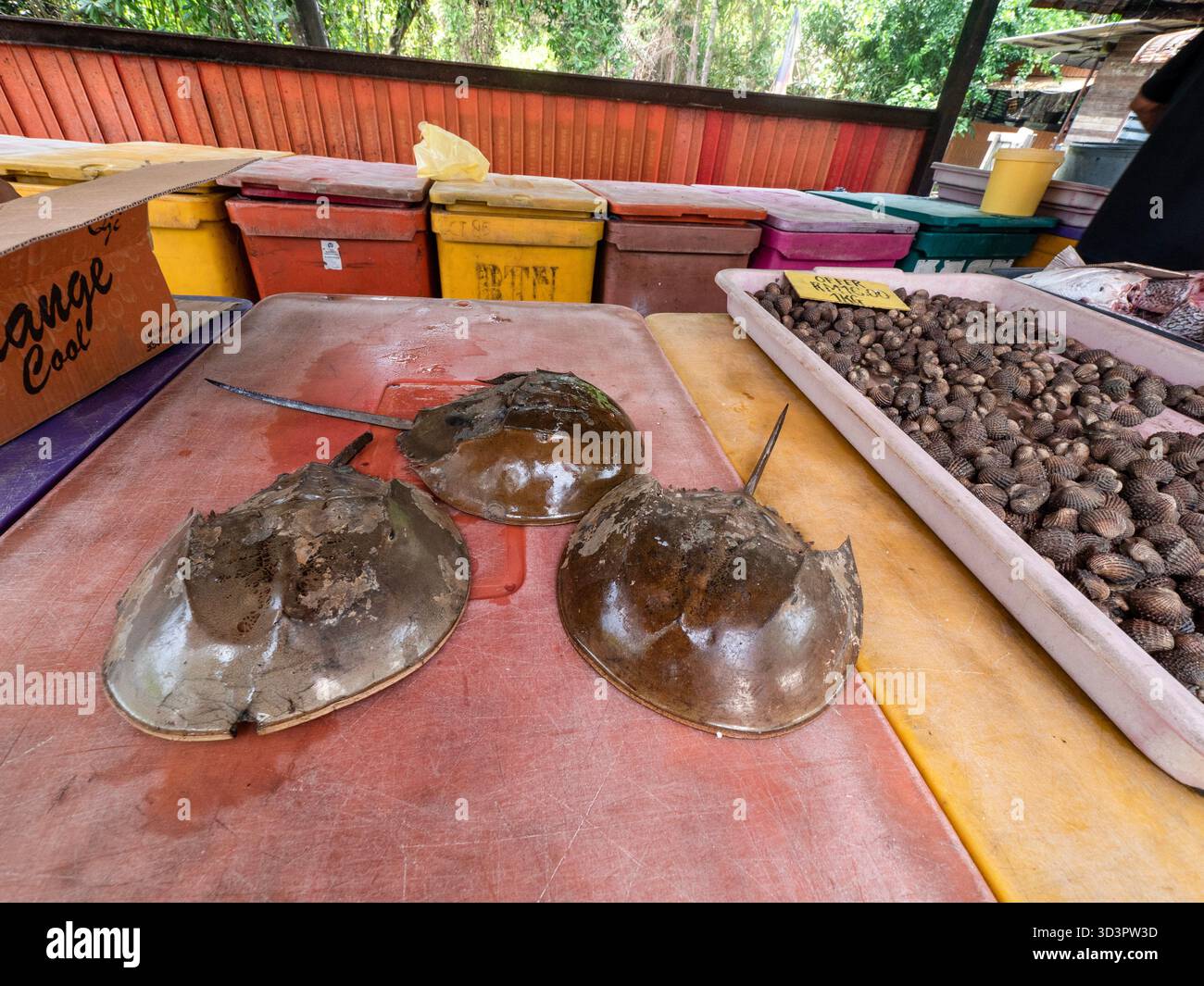 Horseshoe crabs for sale in local market, Bali, Indonesia. Coastal ...