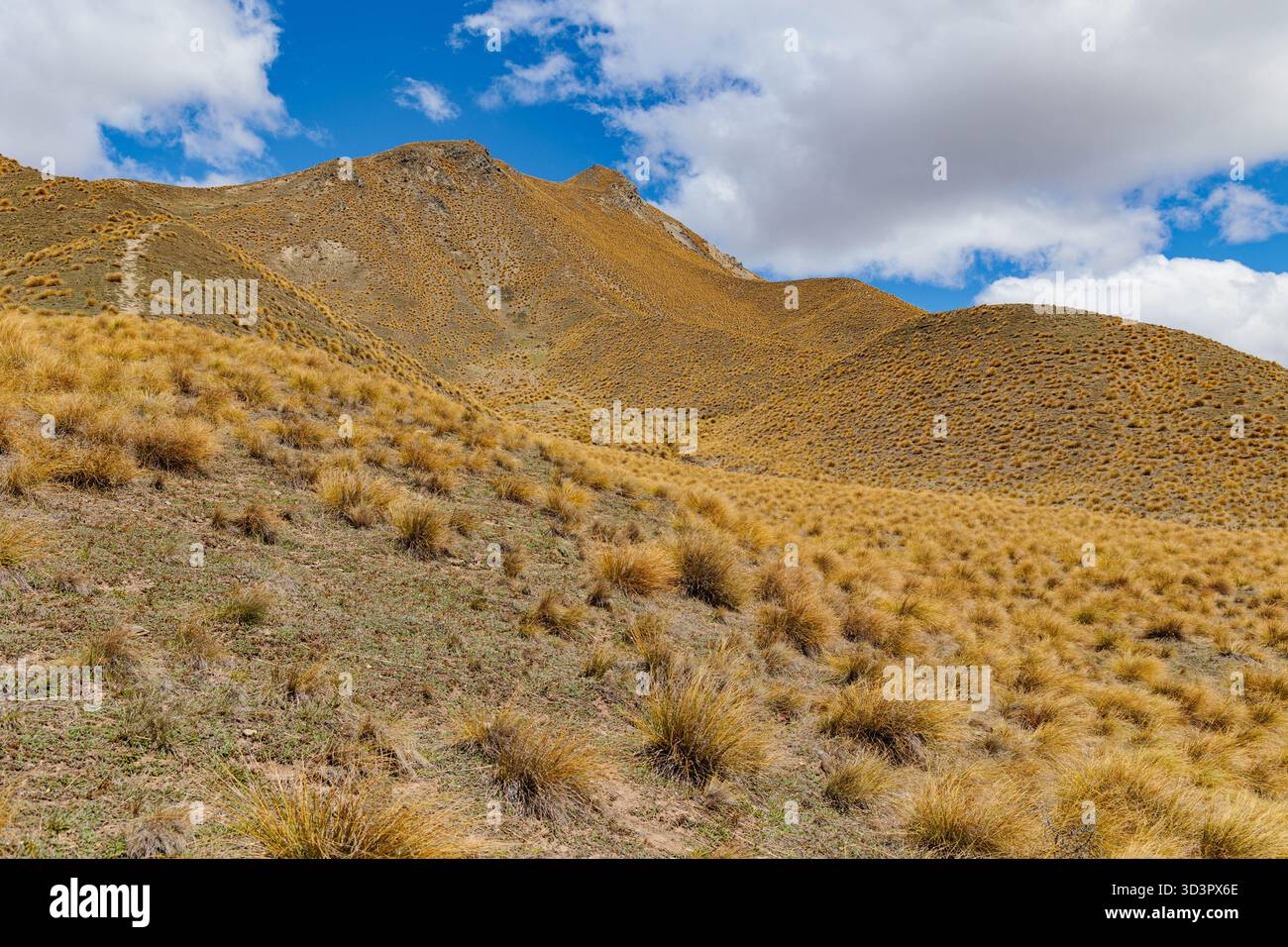 Field of snow tussock seen covering the mountain at the valleys of the ...