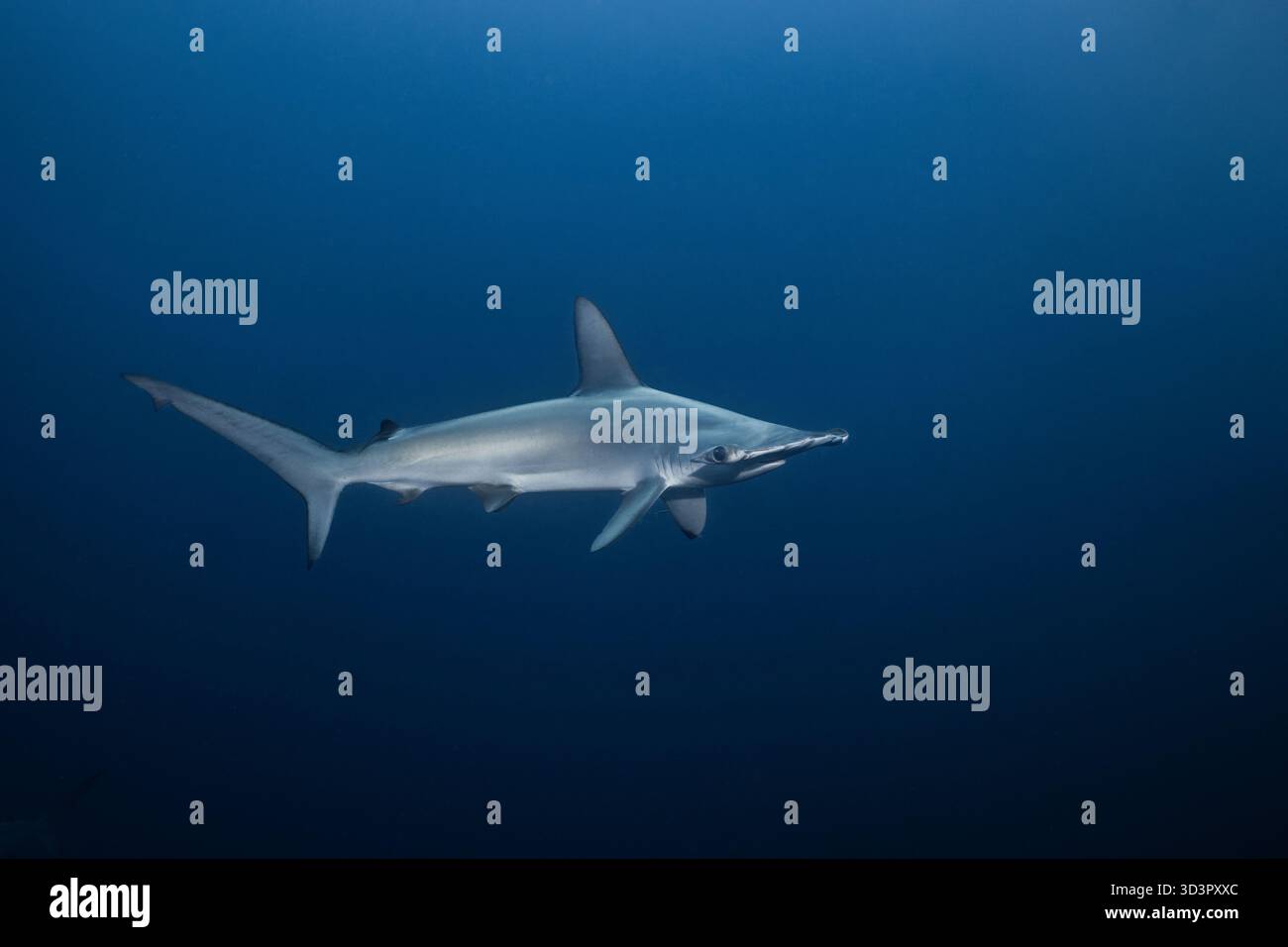 Scalloped hammerhead shark swimming at Mikomoto Island, Japan Stock ...
