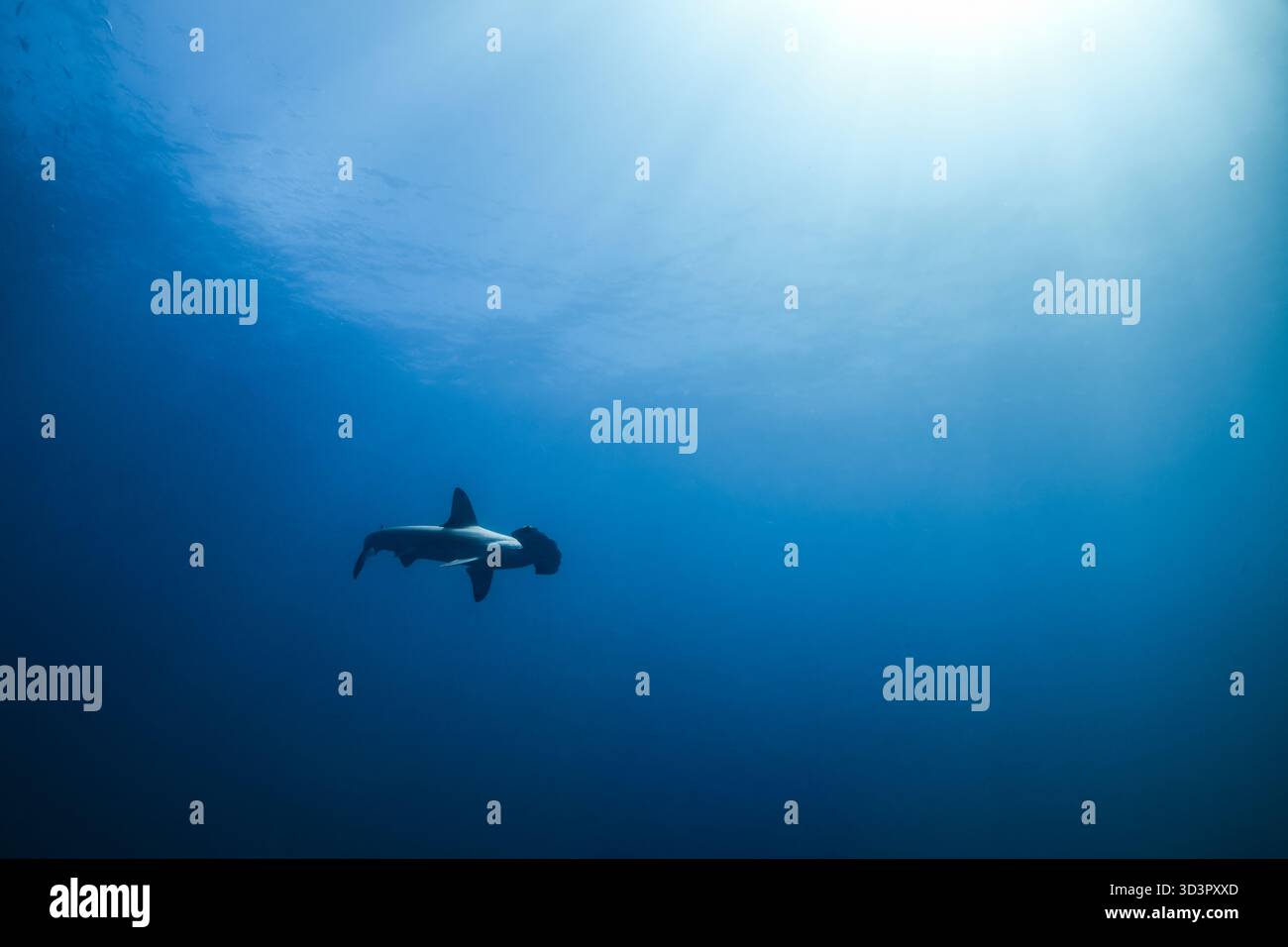 Scalloped hammerhead shark swimming at Mikomoto Island, Japan Stock ...