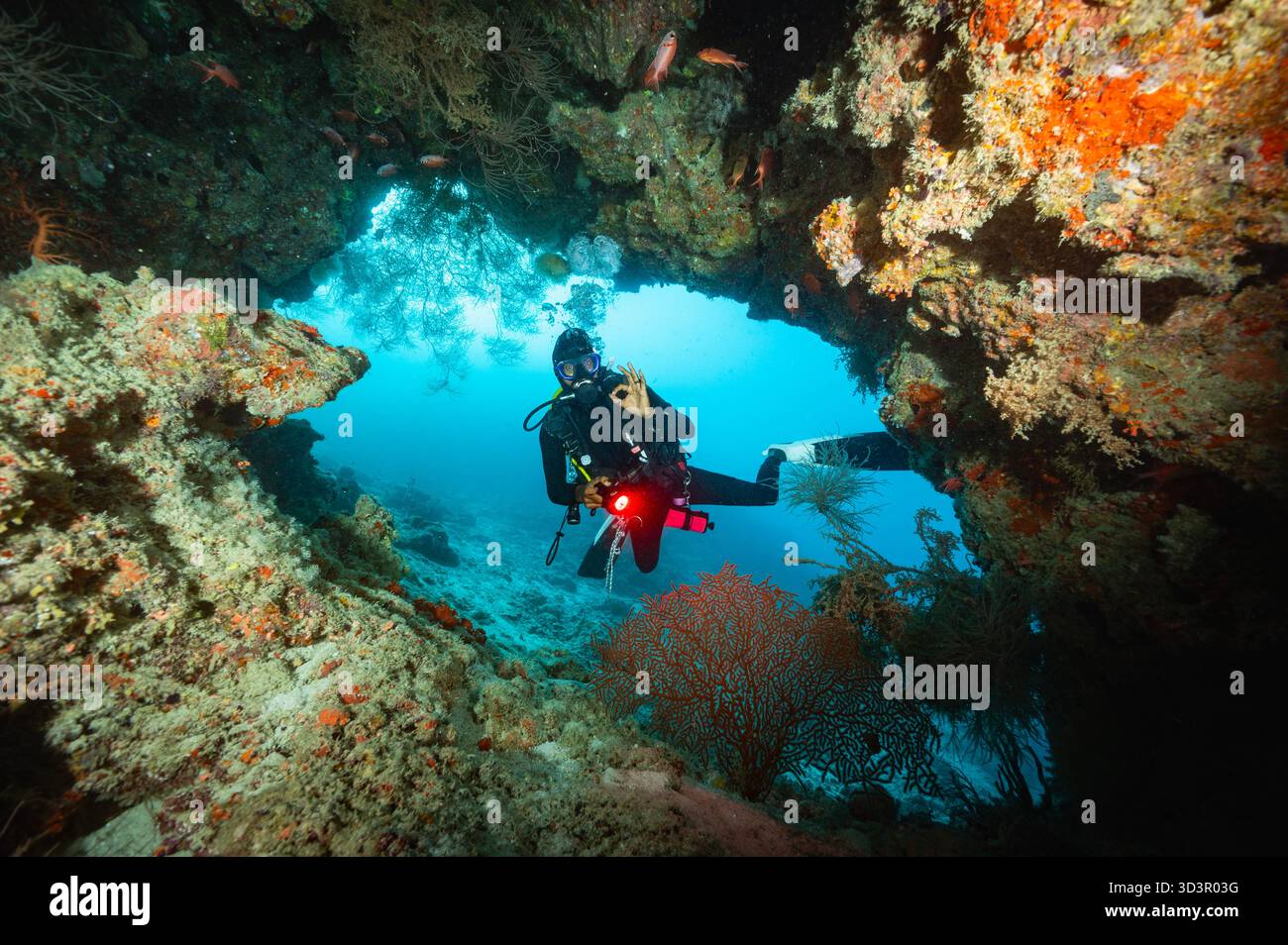 local dive master exploring reef in the Maldives Stock Photo - Alamy