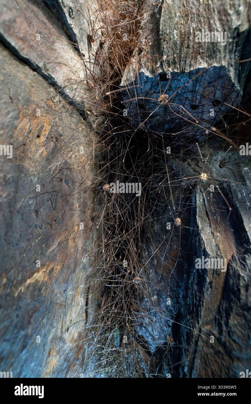 Intricate arthropod structures hi-res stock photography and images - Alamy