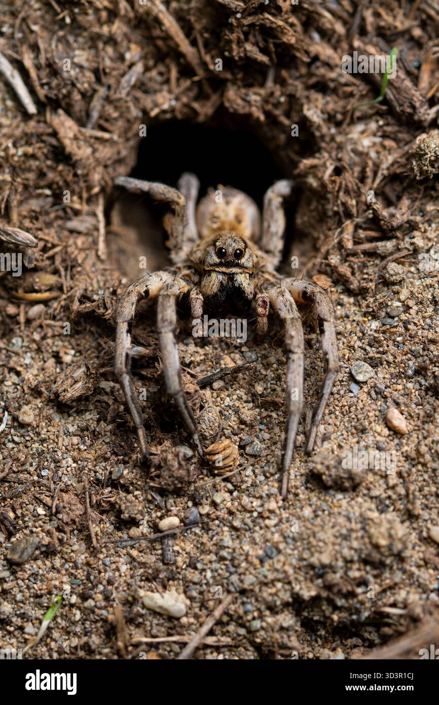 Wolf spider emerges from hi-res stock photography and images - Alamy