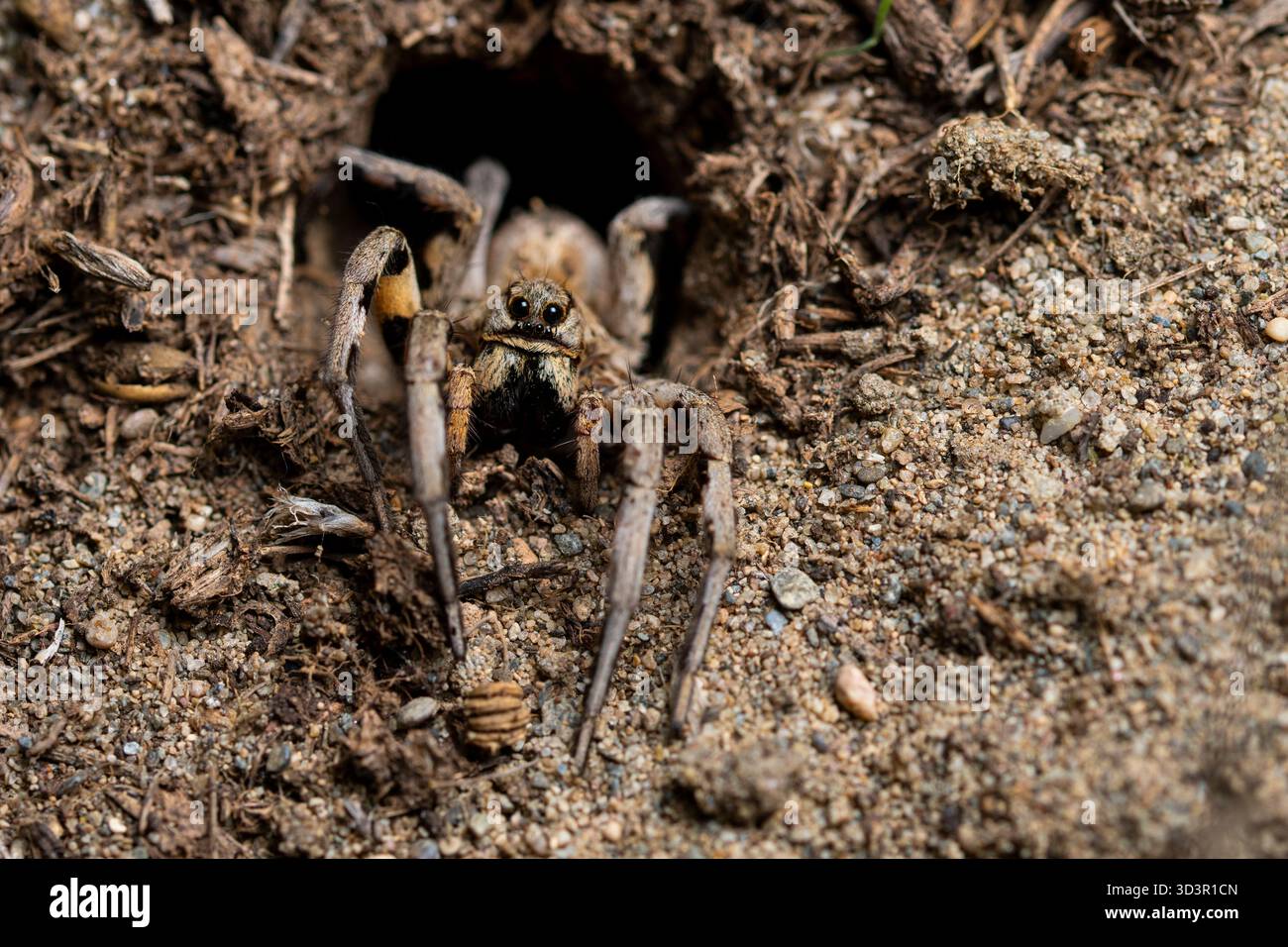 A wolf spider emerges from its burrow in a natural setting, showcasing ...