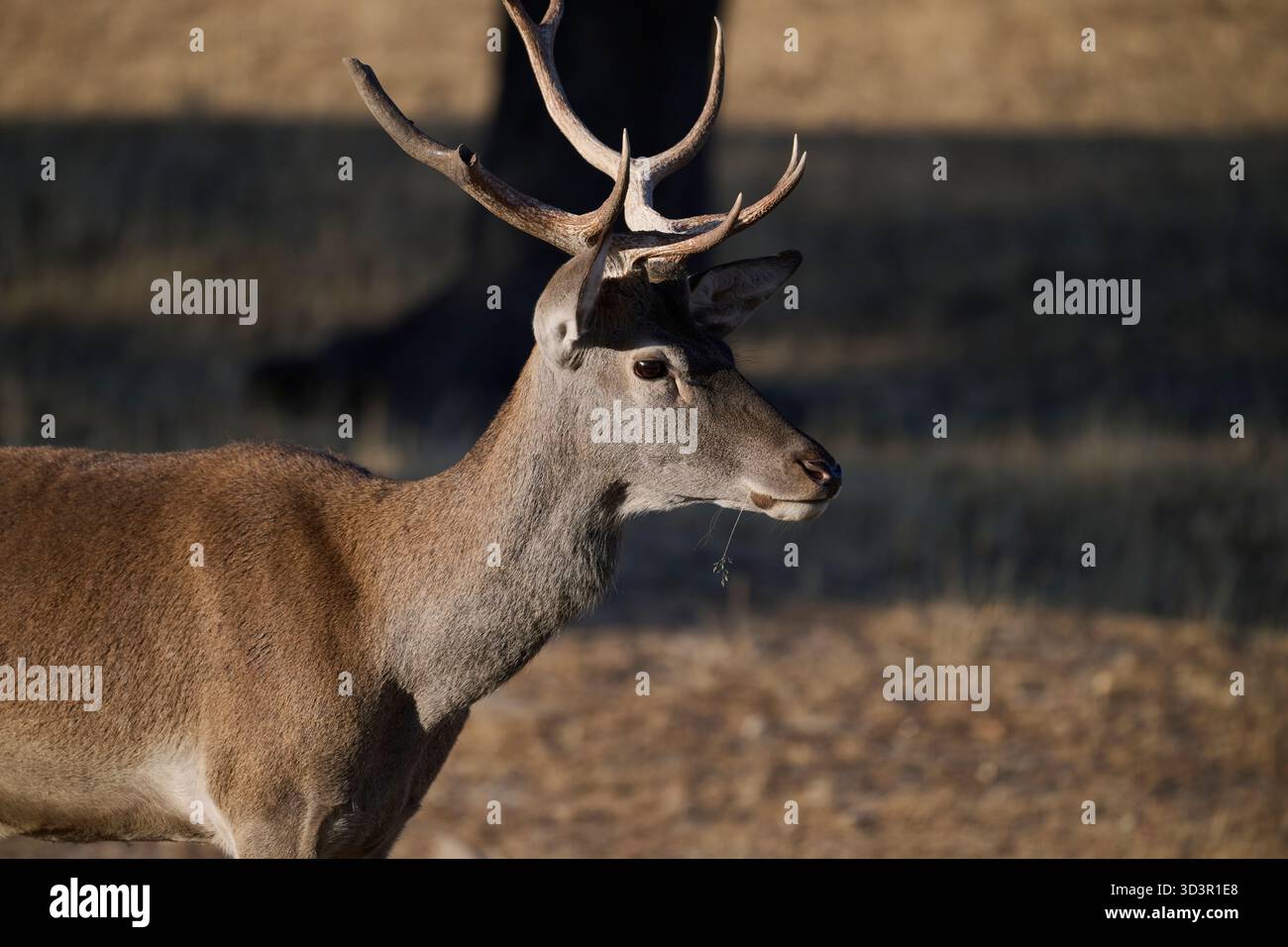 Deer stands calmly in hi-res stock photography and images - Alamy
