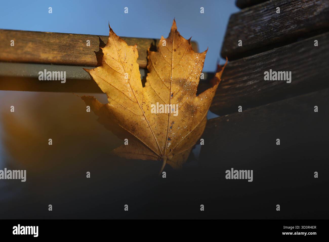 Ein kalter Herbstmorgen im Siegerland. Auf einer Bank, Sitzbank im ...