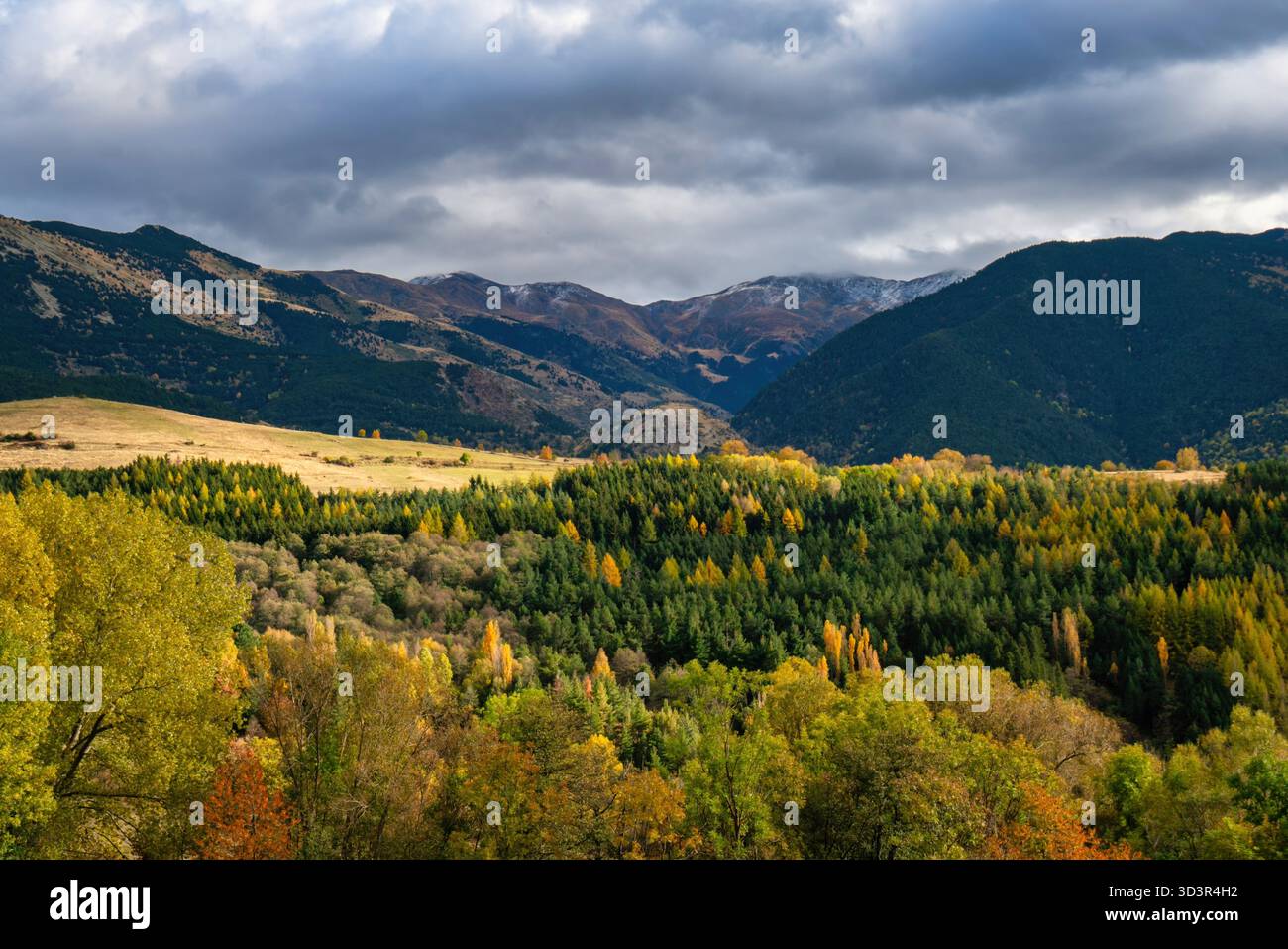 Autumn forest displaying vibrant colors in Pyrenees Stock Photo - Alamy