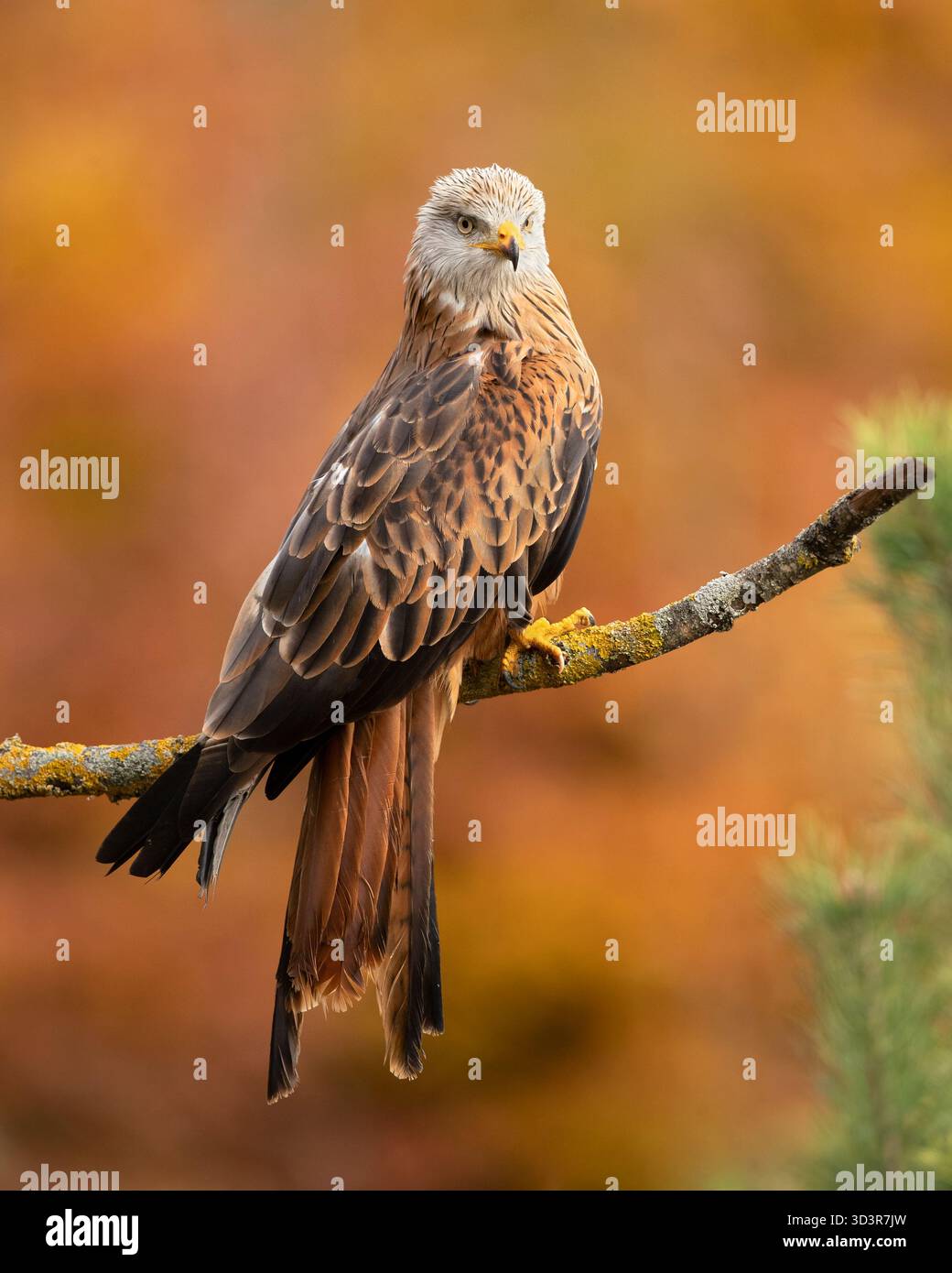 Majestic red kite flying hi-res stock photography and images - Alamy