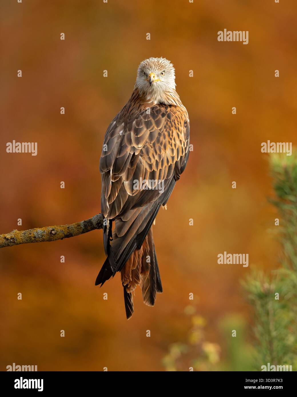 Majestic red kite flying hi-res stock photography and images - Alamy