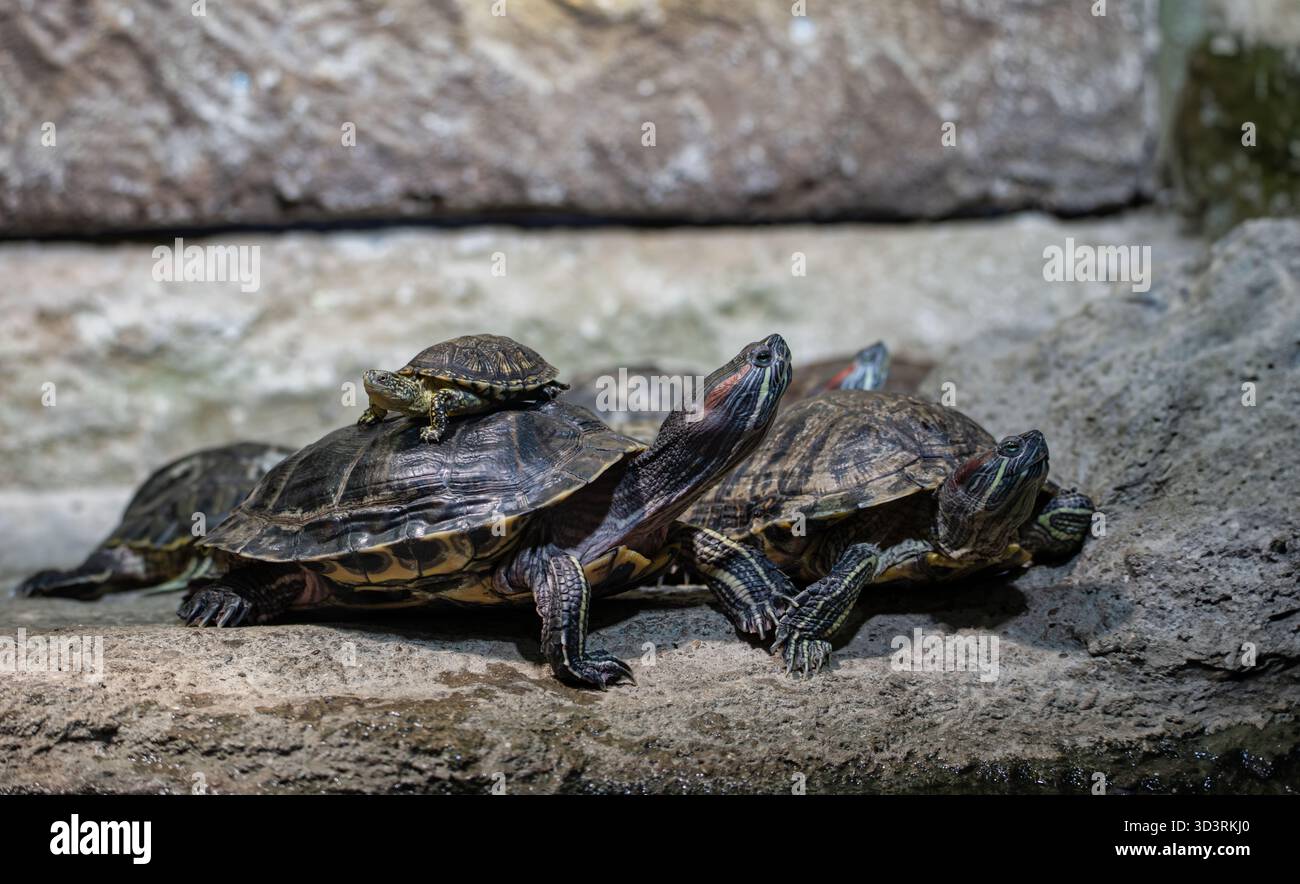 Tiny red eared slider hi-res stock photography and images - Alamy