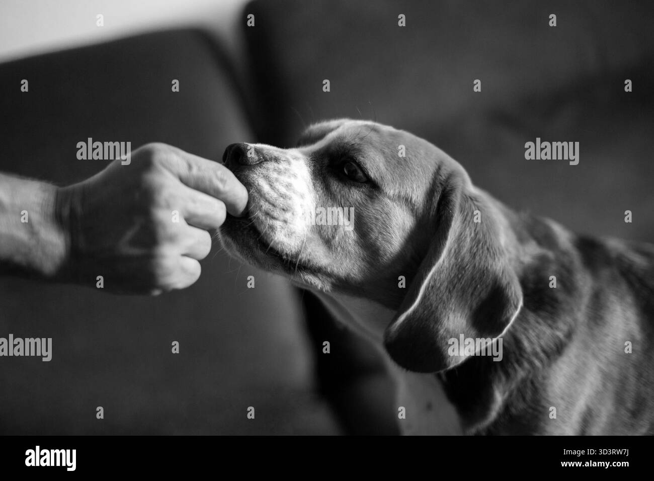 Bonding comfort Black and White Stock Photos & Images - Alamy