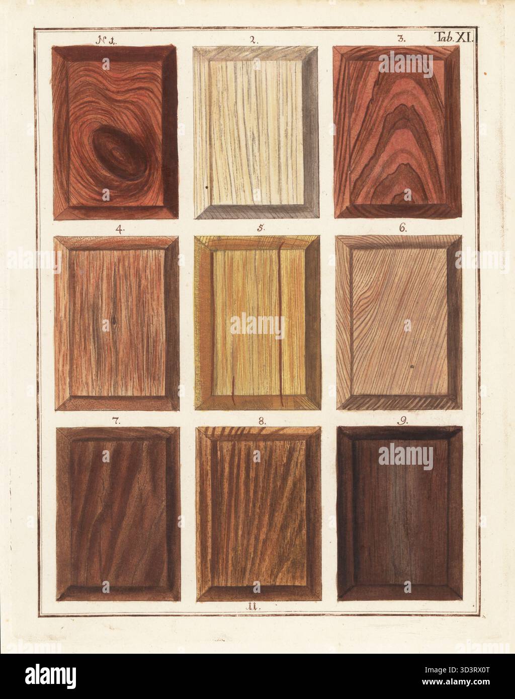 Indian cedar 1,3, cedar pericardium 2, Tyrol cedar 4, cypress tree of ...