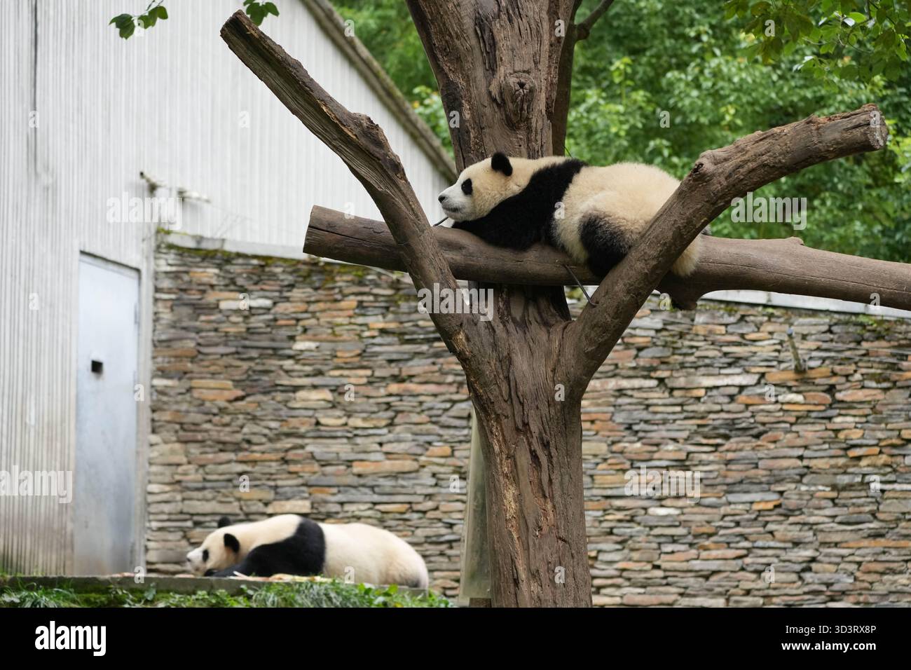 (251107) -- CHENGDU, Nov. 7, 2025 (Xinhua) -- Giant panda "Can Can ...