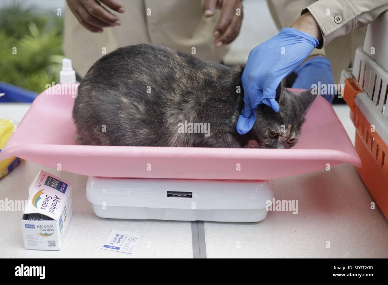 Public health service veterinarian hi-res stock photography and images ...