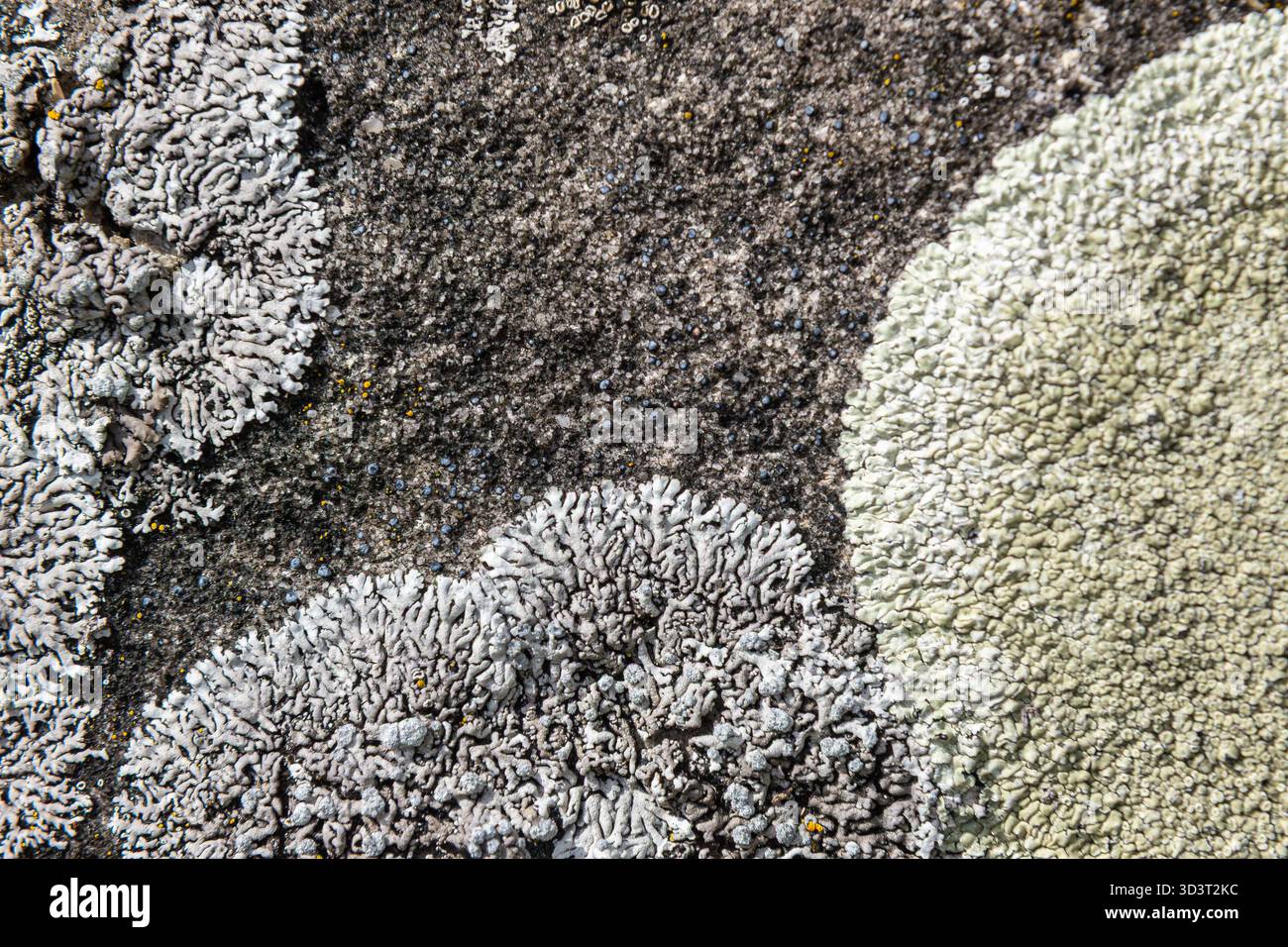 Lichens unique morphology hi-res stock photography and images - Alamy