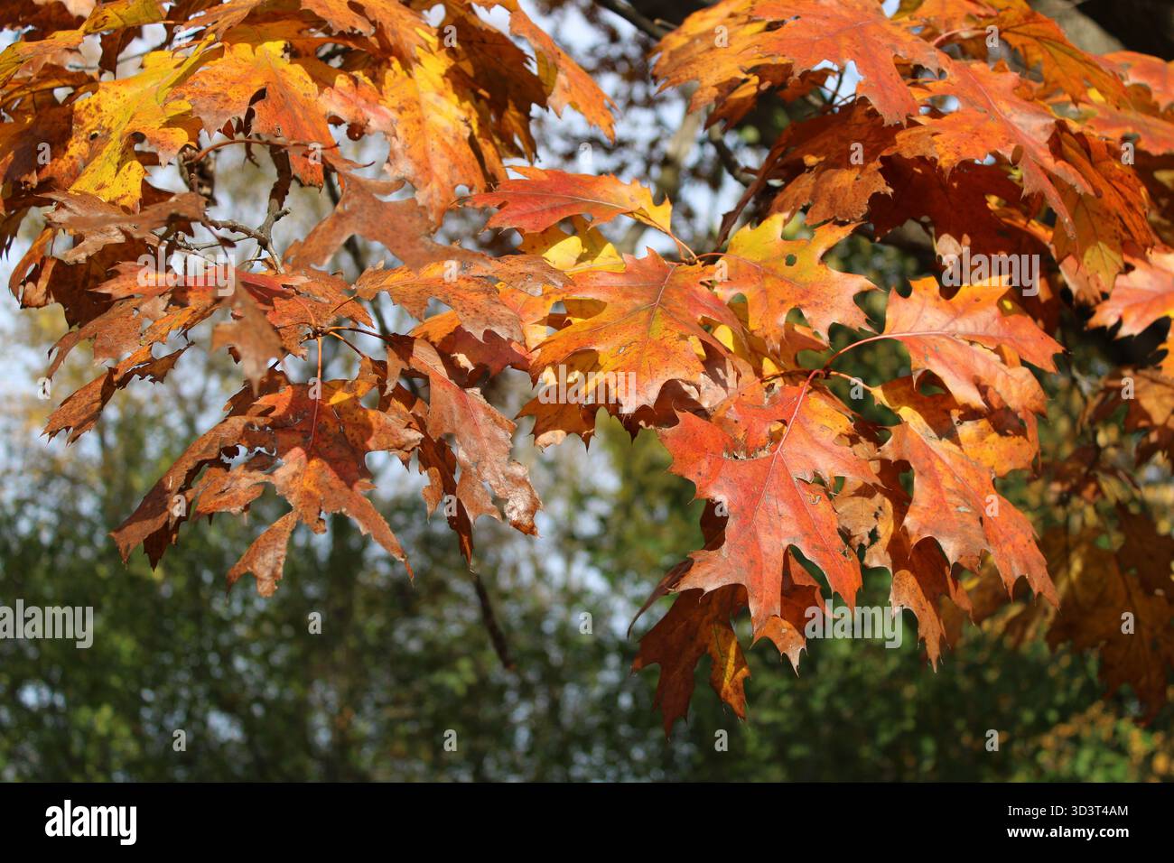 Northern red oak hi-res stock photography and images - Alamy