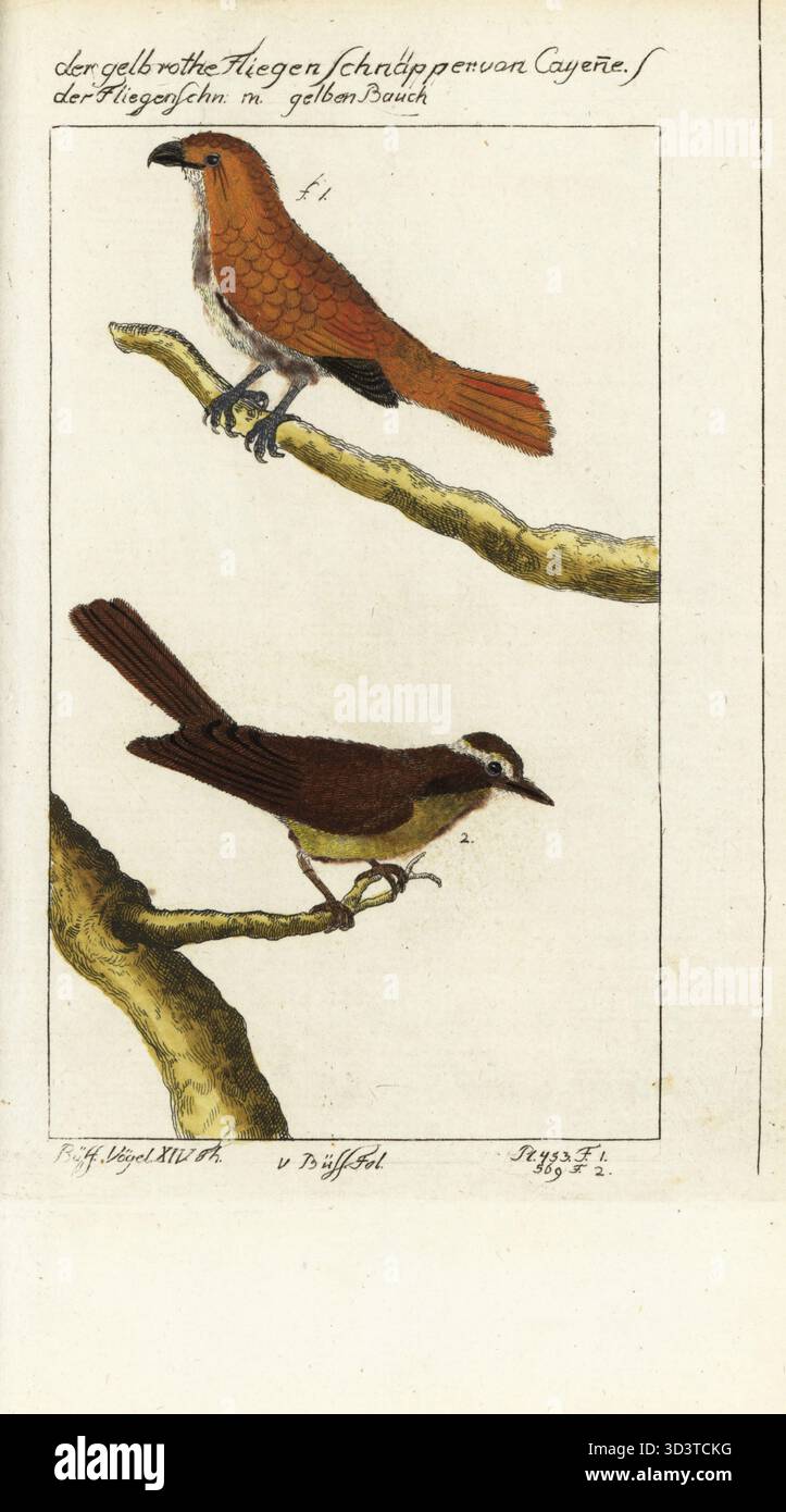 Crested becard, Pachyramphus validus 1, and rusty-margined flycatcher ...