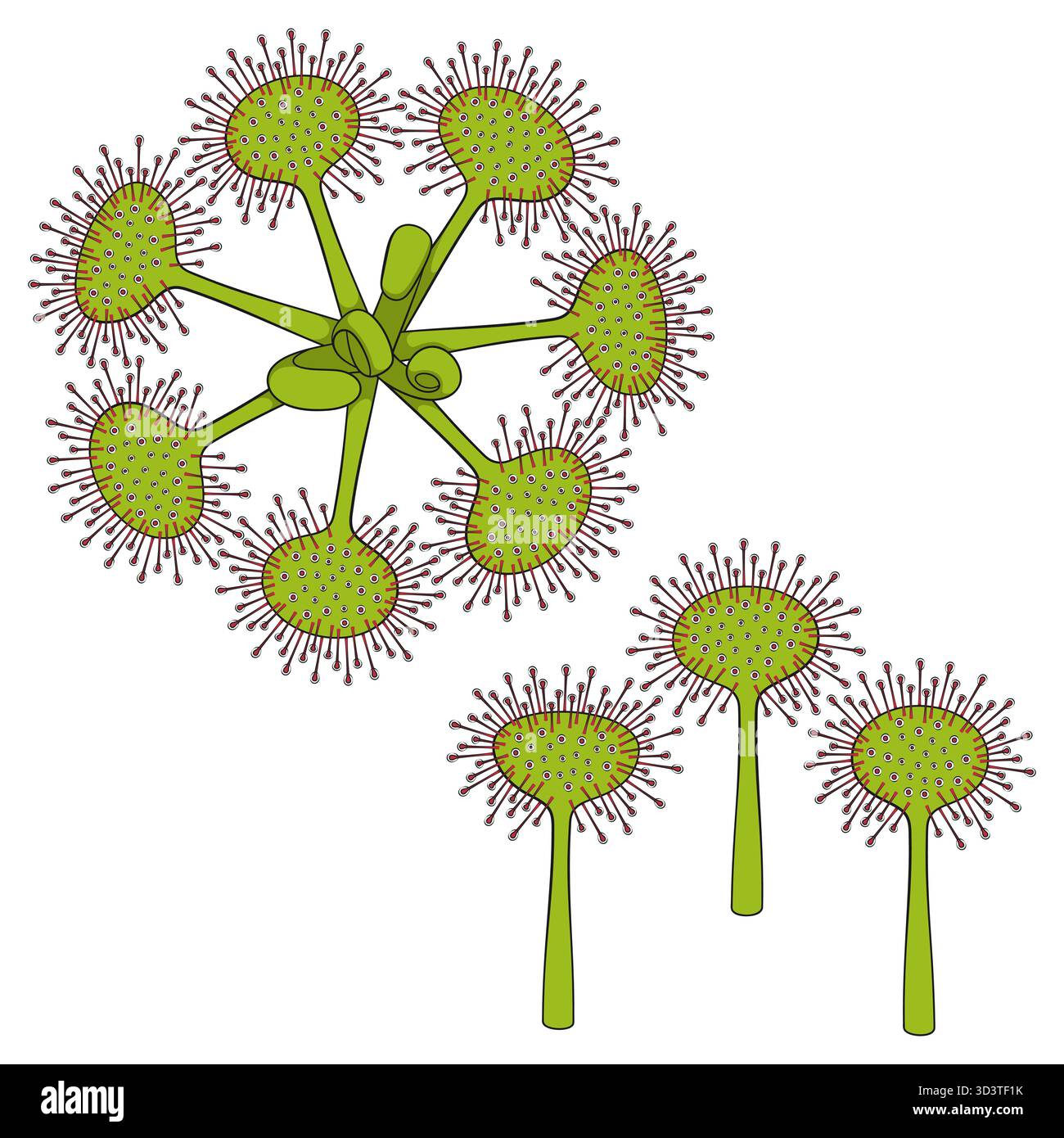Set of color illustrations sundew, drosera plants. Isolated vector ...