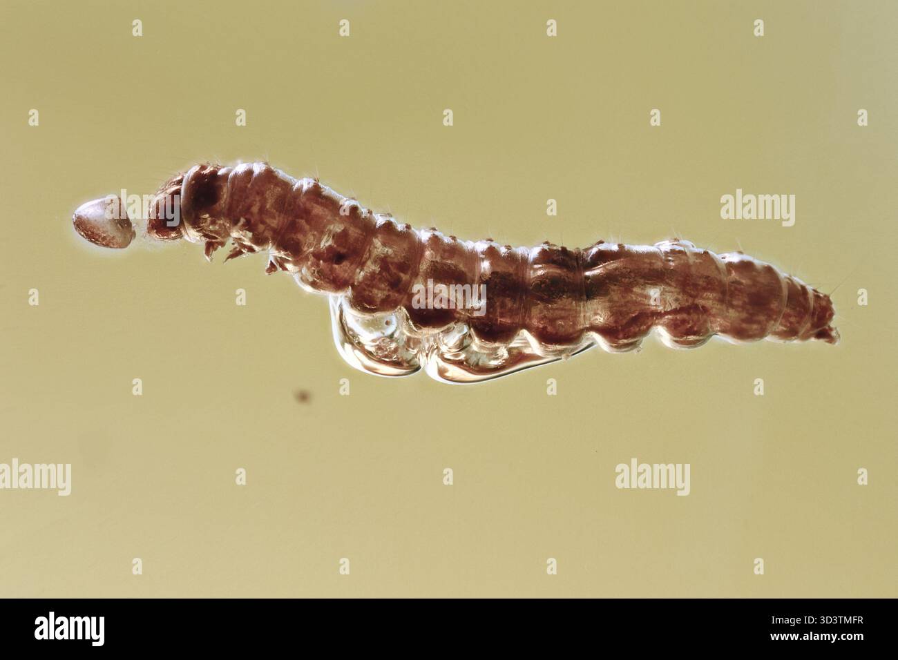 Fossilized Lepidoptera caterpillar trapped in Baltic amber, beautifully ...