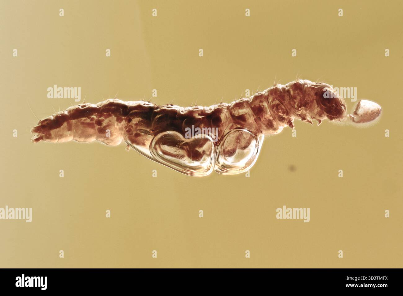 Entombed in resin hi-res stock photography and images - Alamy