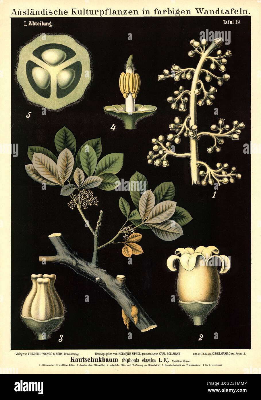 Cultivated plant, rubber tree, Siphonia elastica, illustration by Carl ...