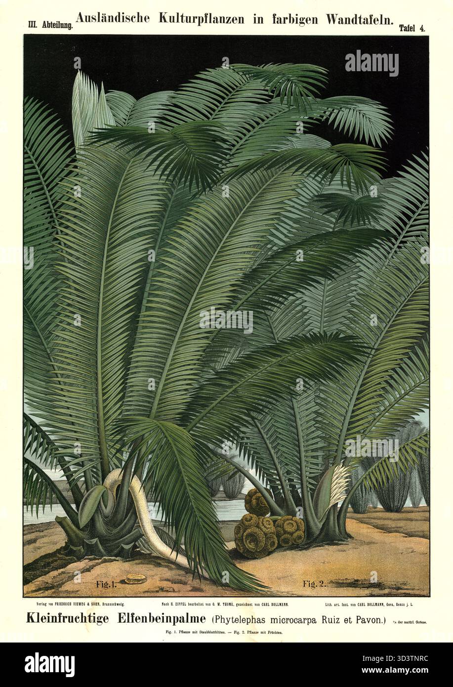 Cultivated plant, small-fruited ivory palm, Phyelephas microcarpa ...