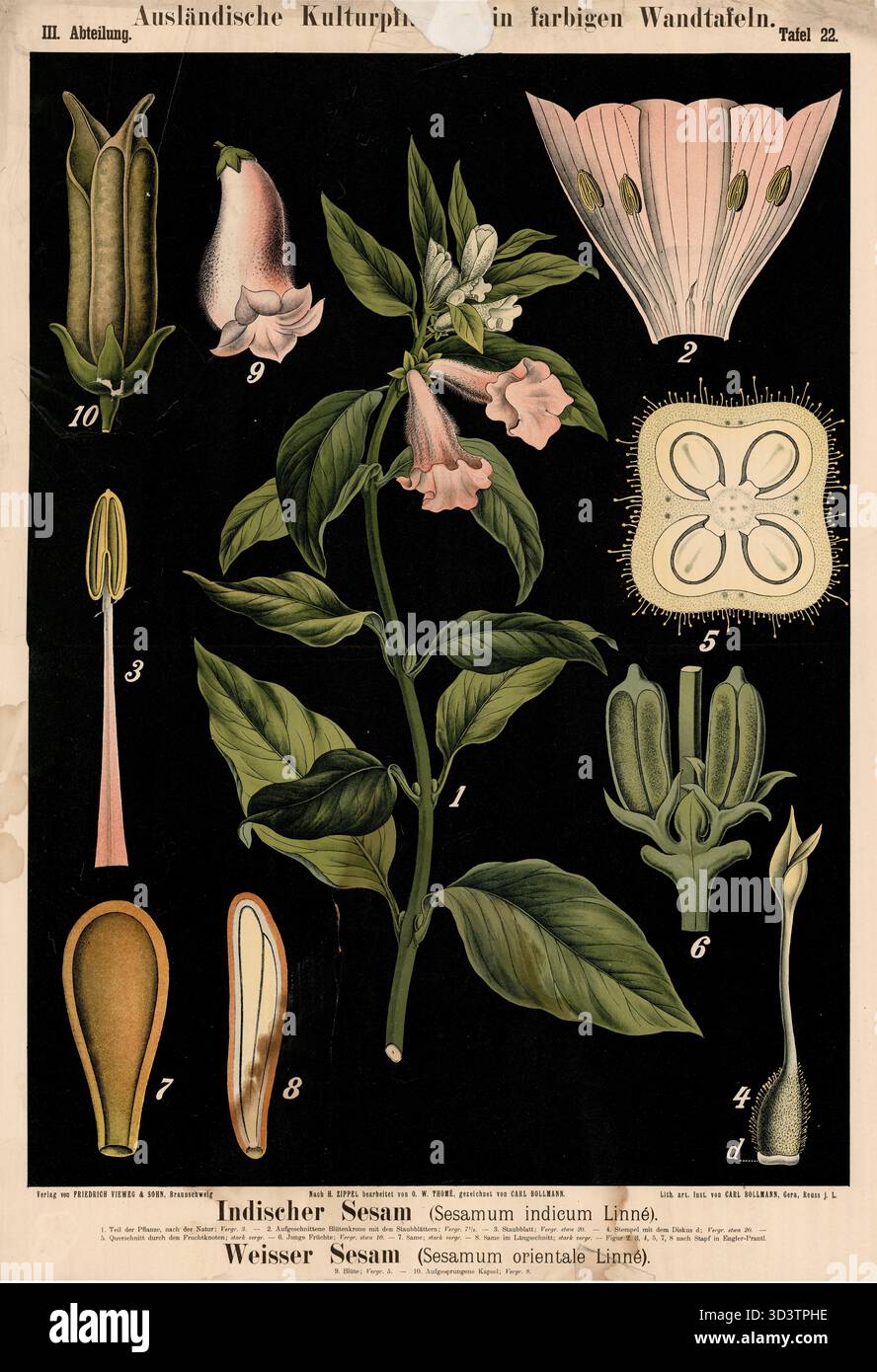 Cultivated plants, Indian sesame (Sesamum indicum) and white sesame ...