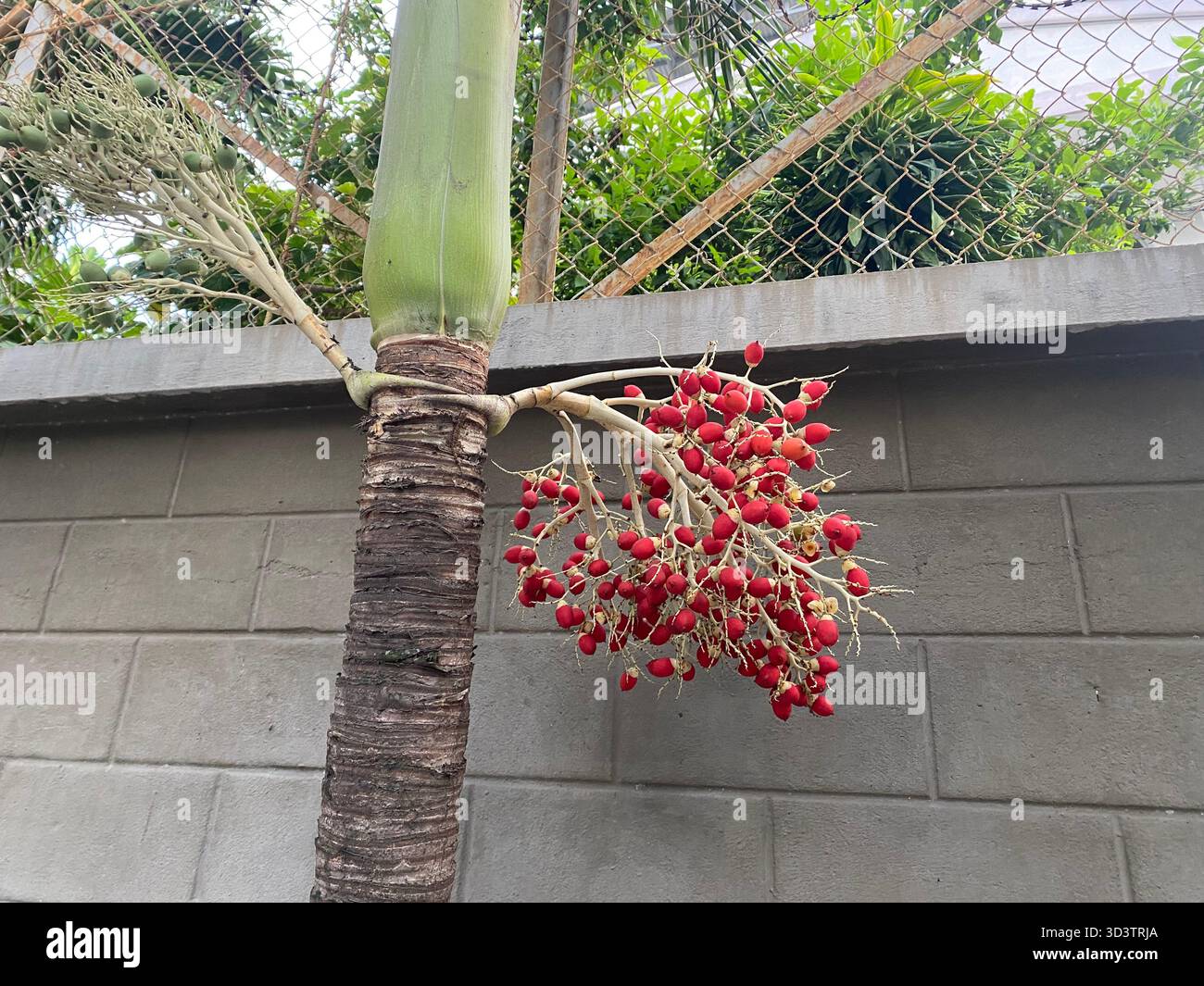 A vibrant cluster of red, ripe Christmas Palm (Adonidia merrillii ...