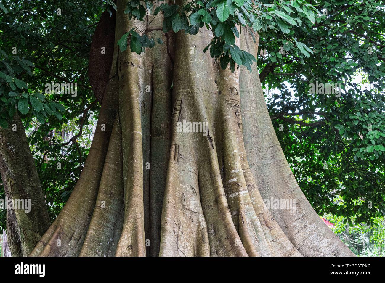 The Kapok Tree (Ceiba pentandra) is also known as the Ceiba Tree and is ...