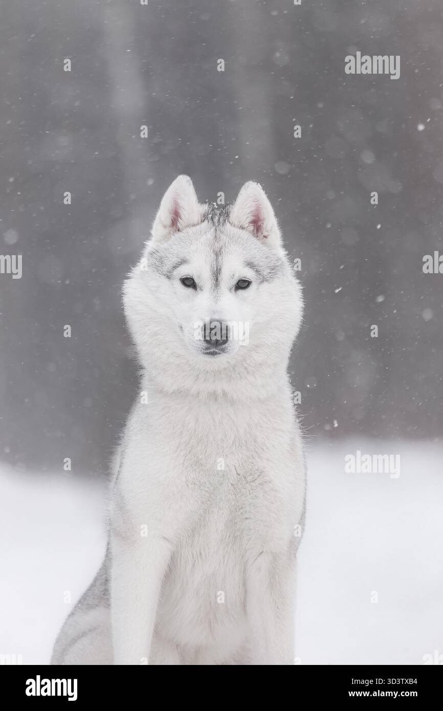 Calm white-gray husky sitting in snow with steady gaze, classic ...