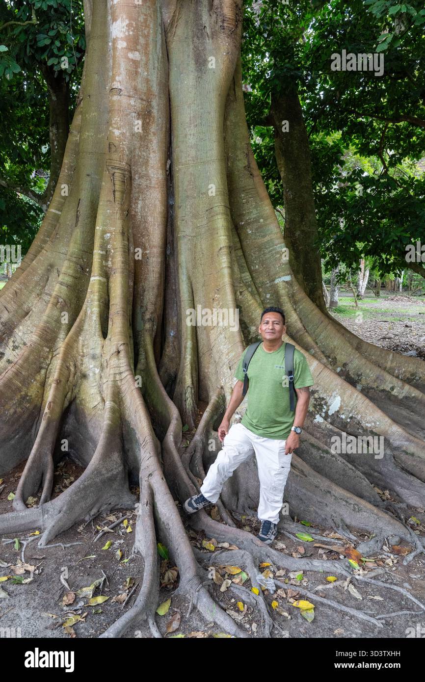 Kapok tree hi-res stock photography and images - Alamy