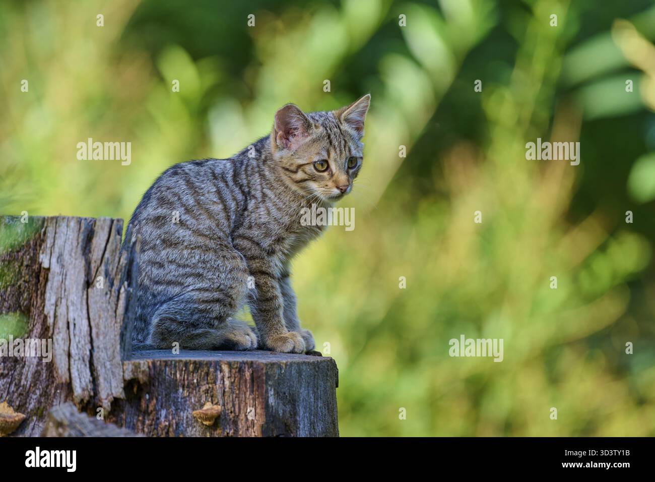 Kitten showing attentive posture sideways on a tree stump, European ...