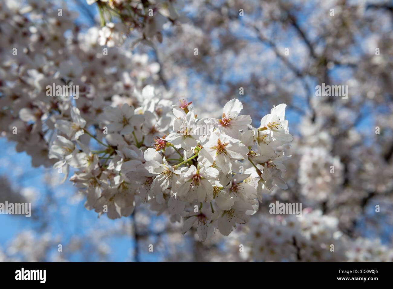 Cherry tree blossoms in spring, Yoyogi Park, Hanami Festival, Shibuya ...