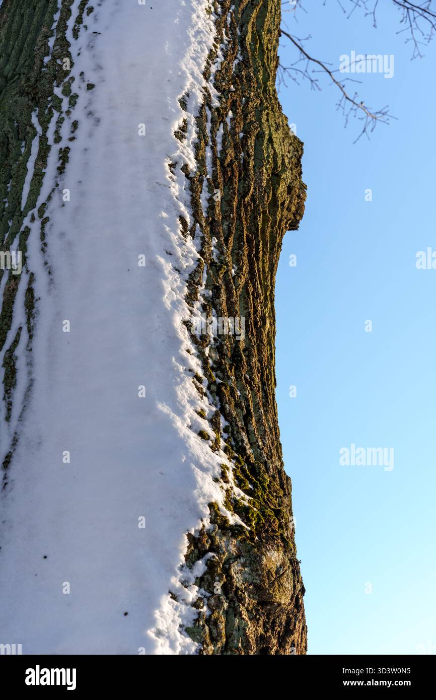 Tree trunk covered with snow after a blizzard, sunny day, photographed ...