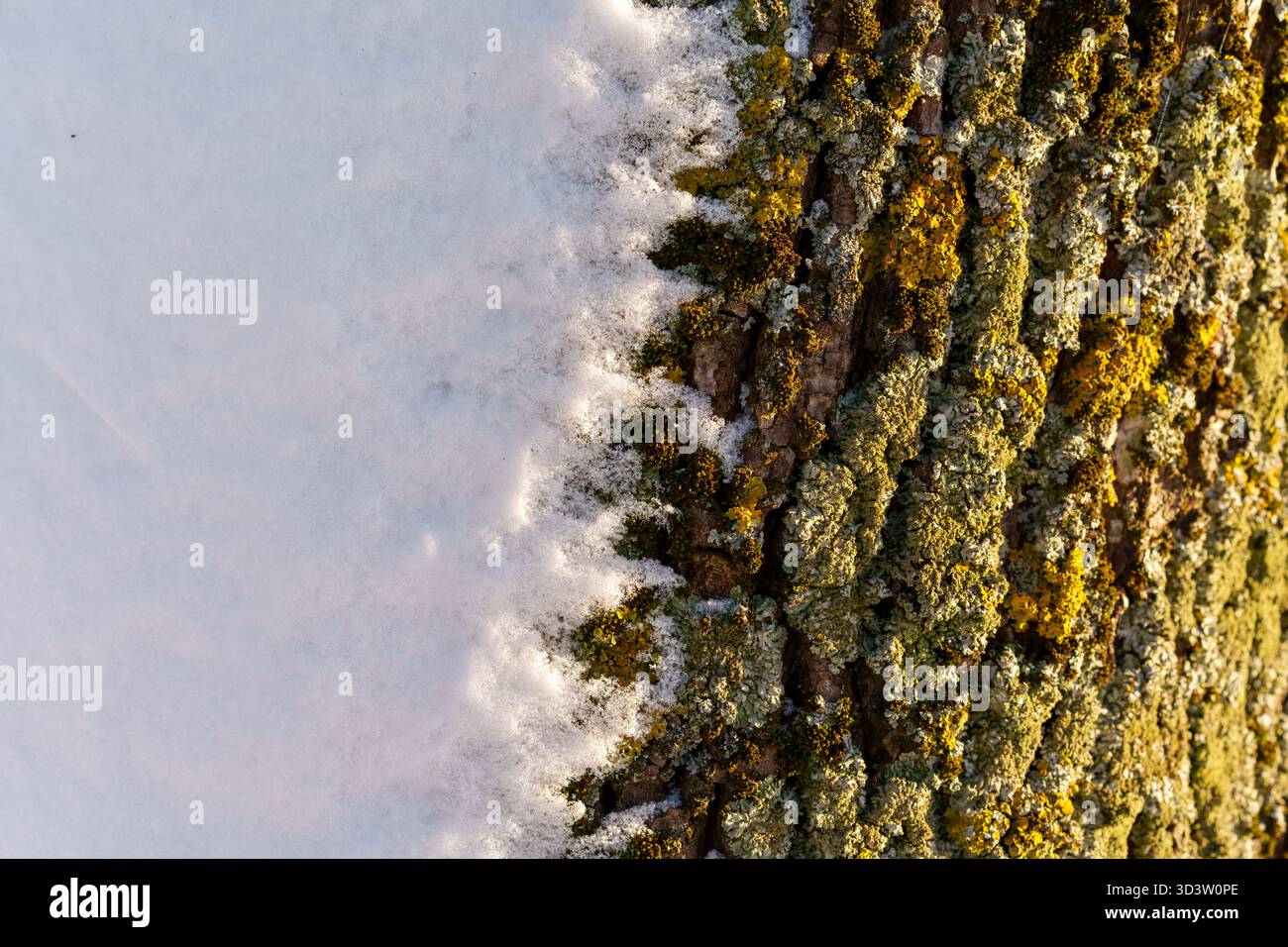 Tree trunk covered with snow after a blizzard, sunny day, photographed ...