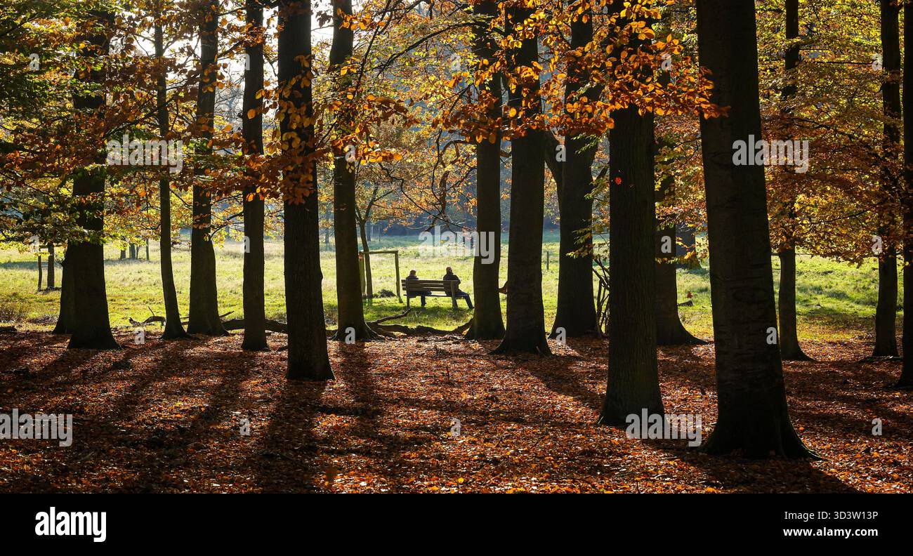 firo: 07.11.2025 Landscape Weather image Munsterland Autumn Wildlife ...