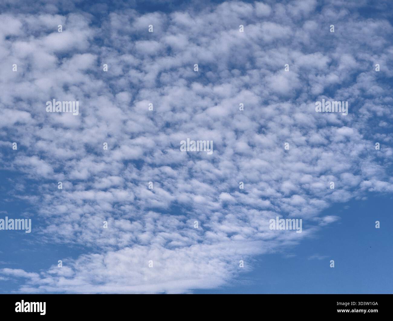Cloud field of medium-height white clouds Altocumulus stratiformis ...