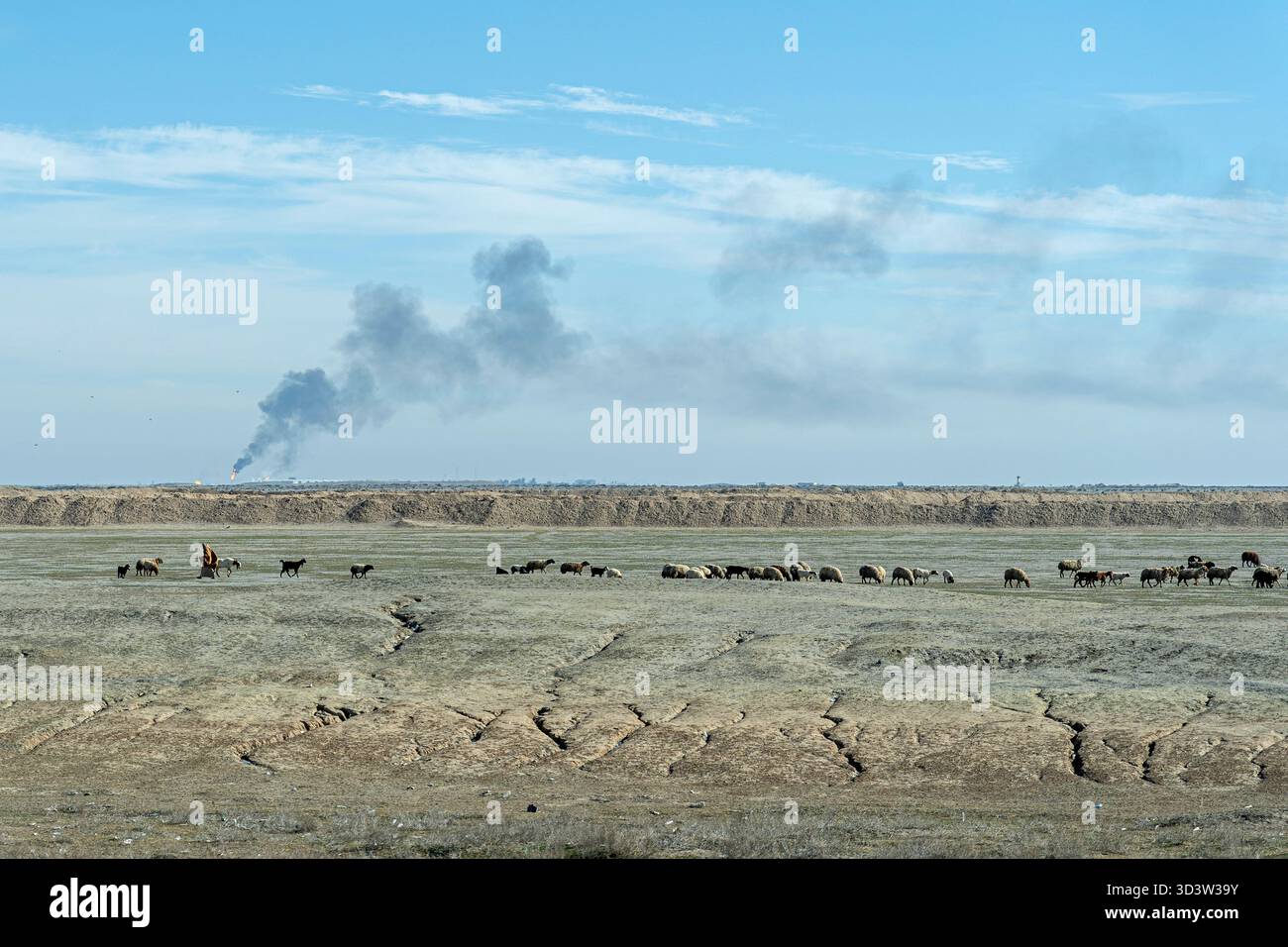 A group of sheep in a dry grassland, Dhi Qar Governorate, Iraq Stock ...