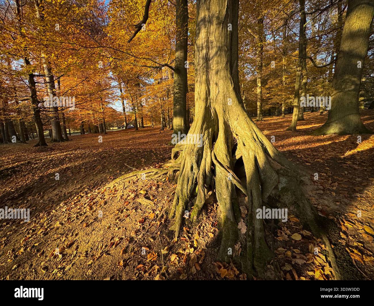 firo: 07.11.2025 Landscape Weather image Munsterland Autumn Wildlife ...