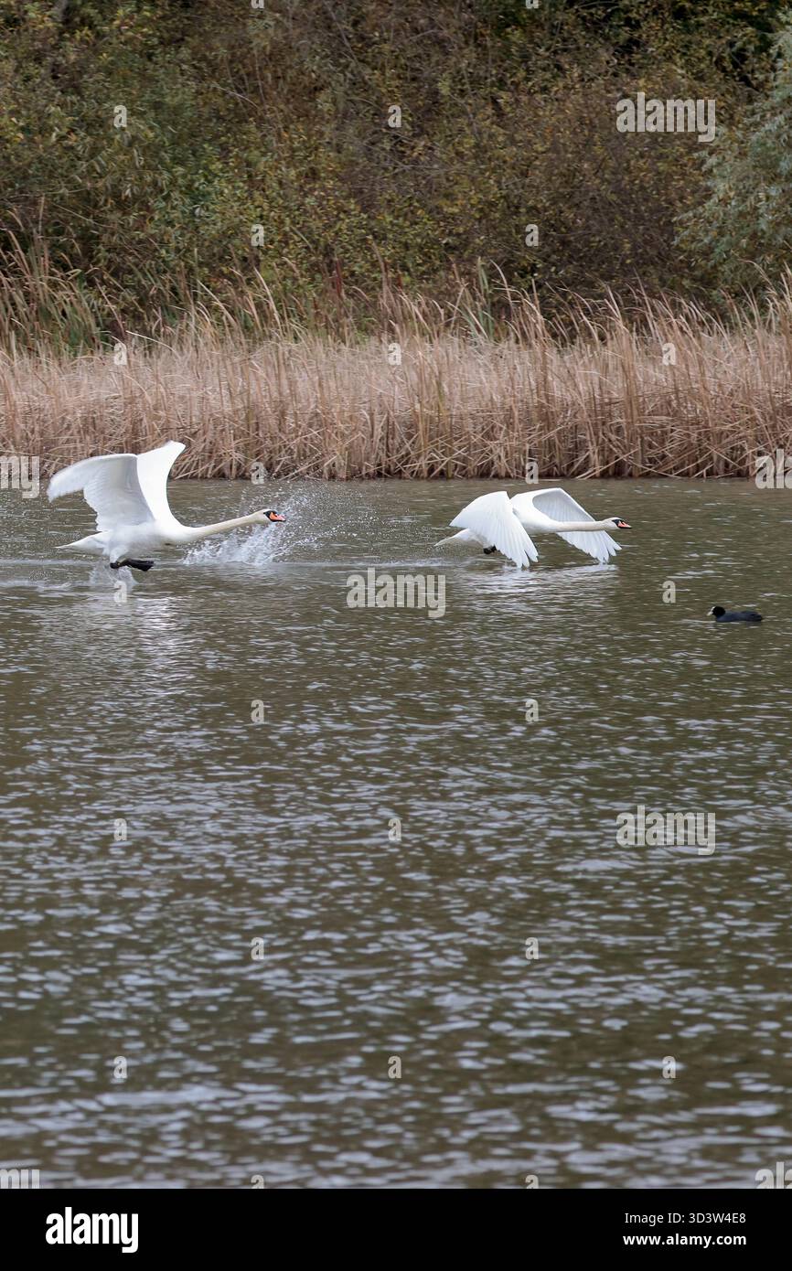 Portrait format swans taking off from lake hi-res stock photography and ...
