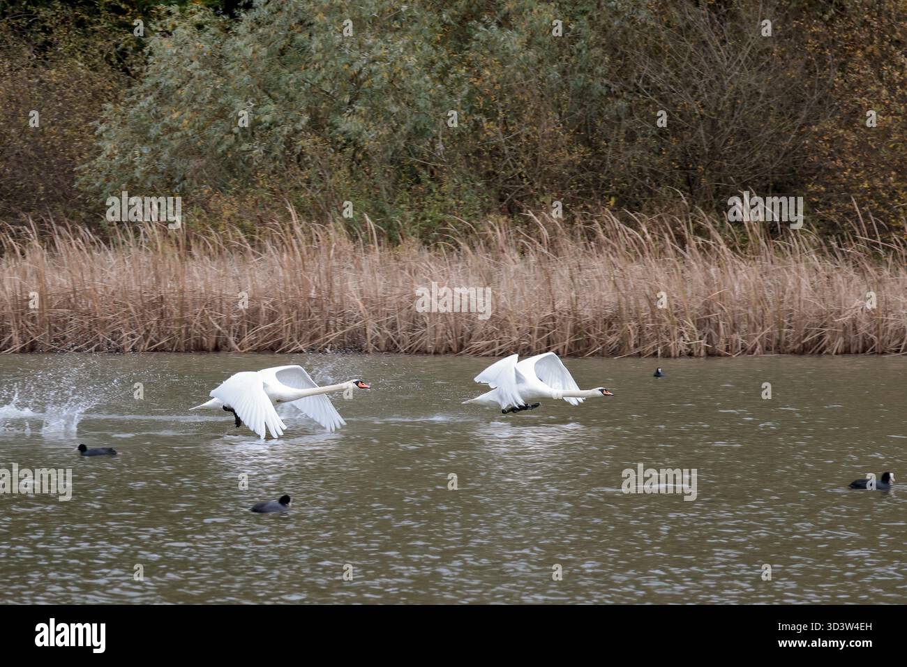 Landscape format swans taking off from lake hi-res stock photography ...