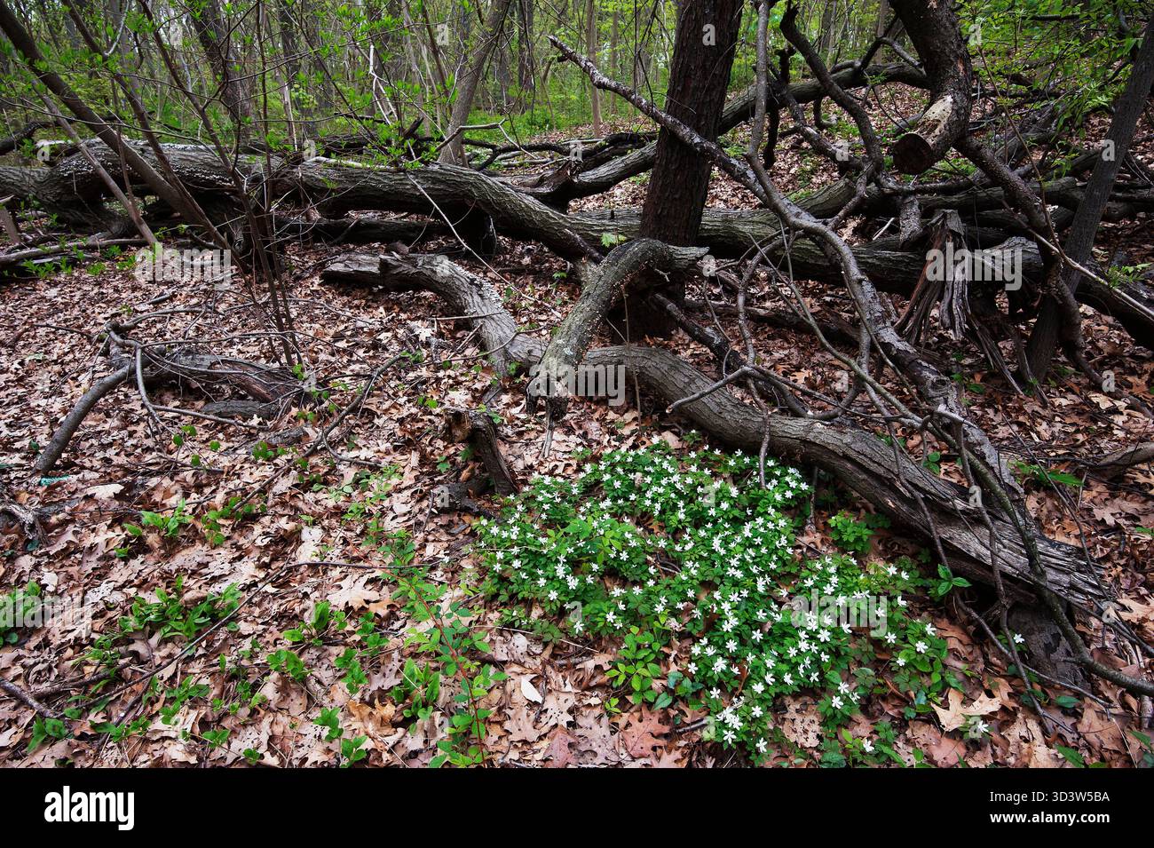 Forest with wildflowers hi-res stock photography and images - Alamy