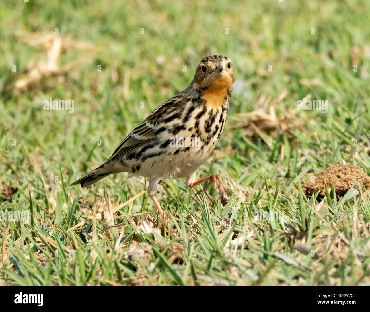Red throated pipit anthus cervinus autumn hi-res stock photography and ...
